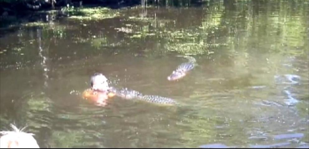 Daring Swamp Tour Guide Feeds Gator A Marshmallow From His Mouth Abc News