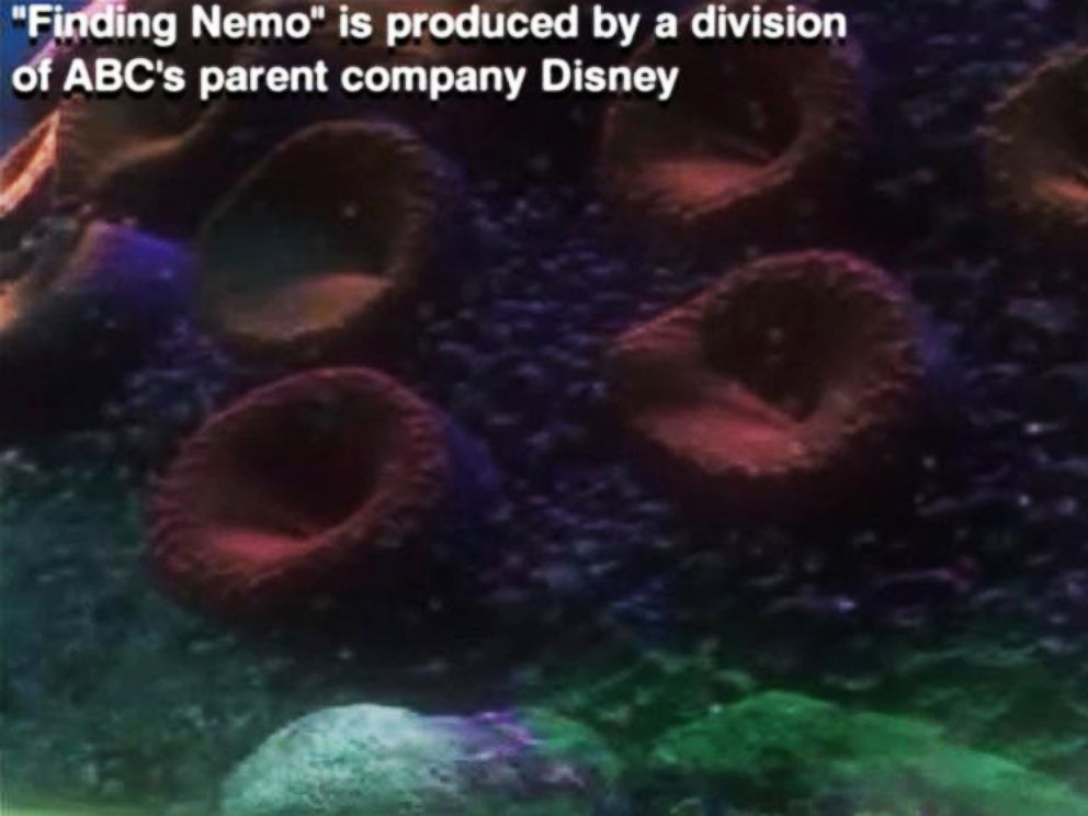 Bill Hader Finding Dory Cast