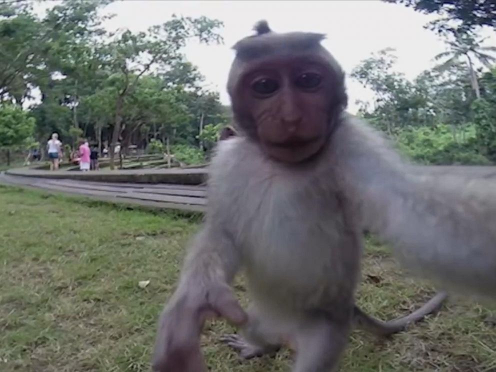 Monkey Selfie Video