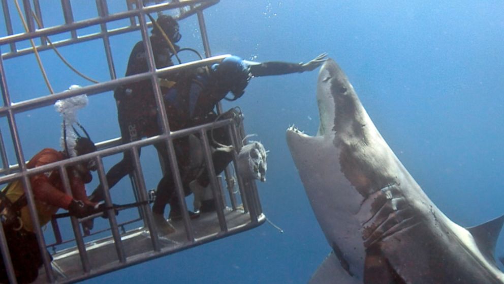 Diver Touches Great White Shark On The Nose ABC News diver-touches-great-white-shark-on-the-nose-abc-news