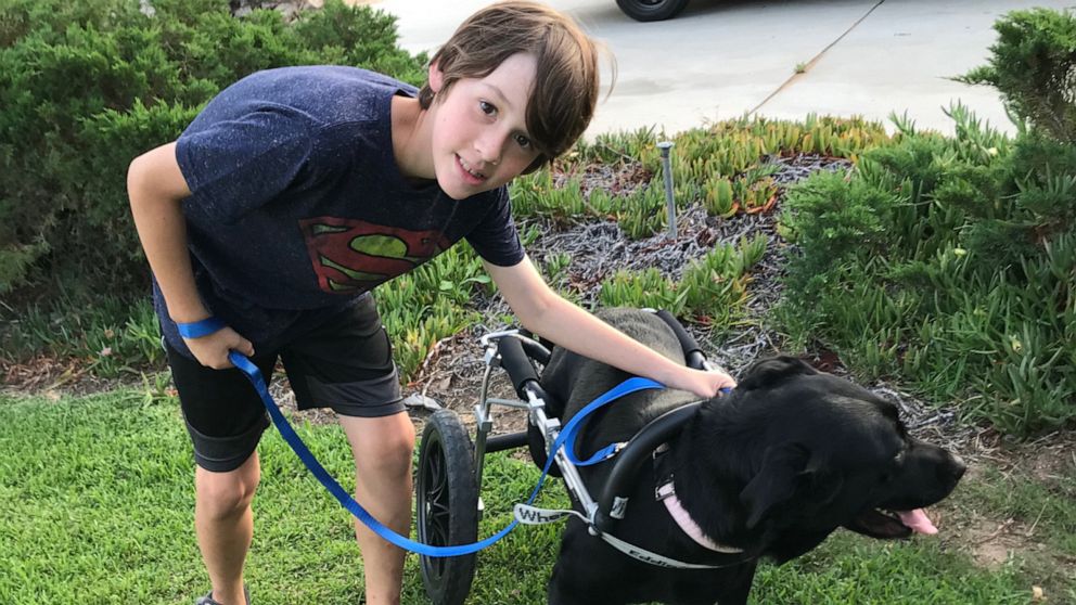 Black Lab in wheelchair finds her forever home | GMA