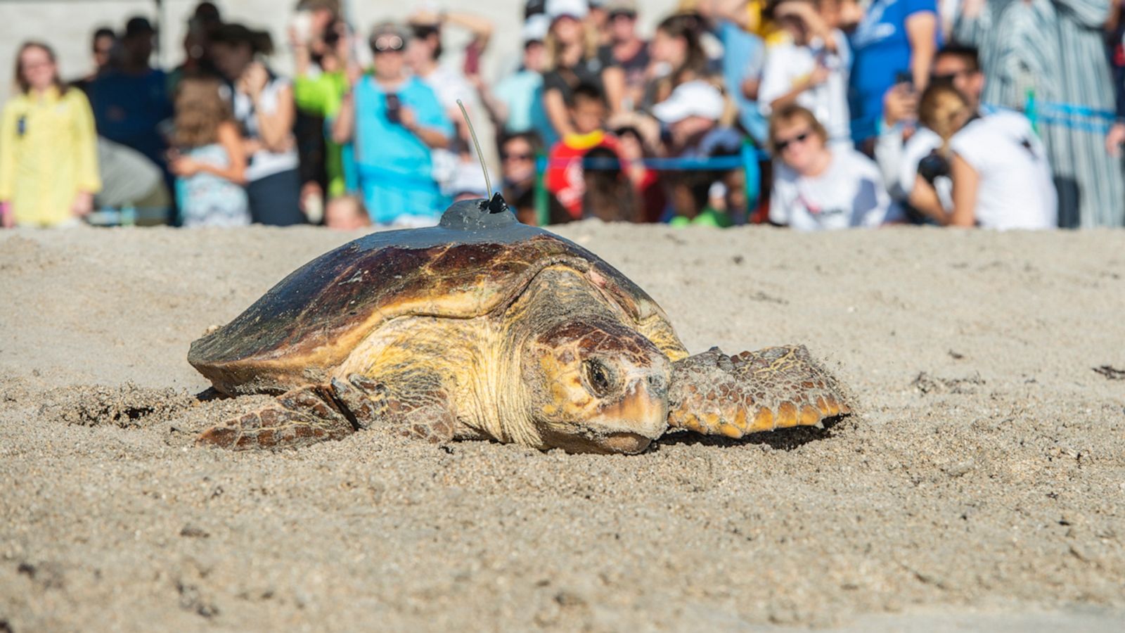 Disney turtles go 'under the sea' in the name of ocean conservation ...
