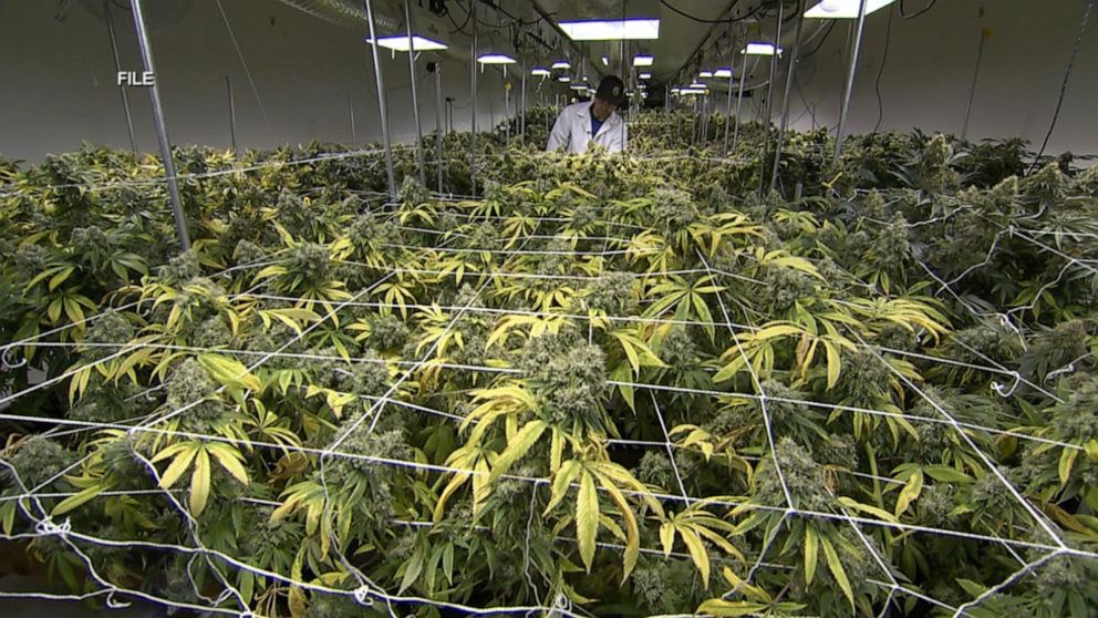 These states just legalized marijuana | GMA