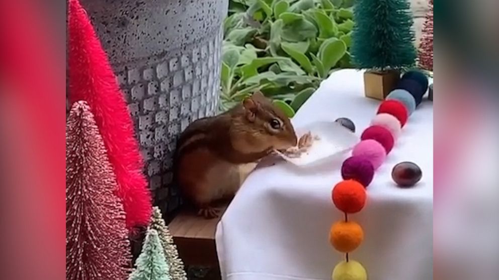 Mini chipmunk picnic is too cute for words | GMA