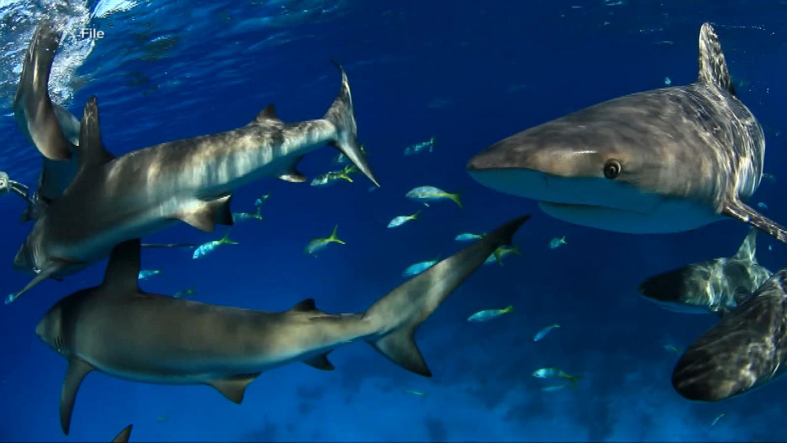 Long Island town launches 'shark patrol' amid beach sightings - Good ...