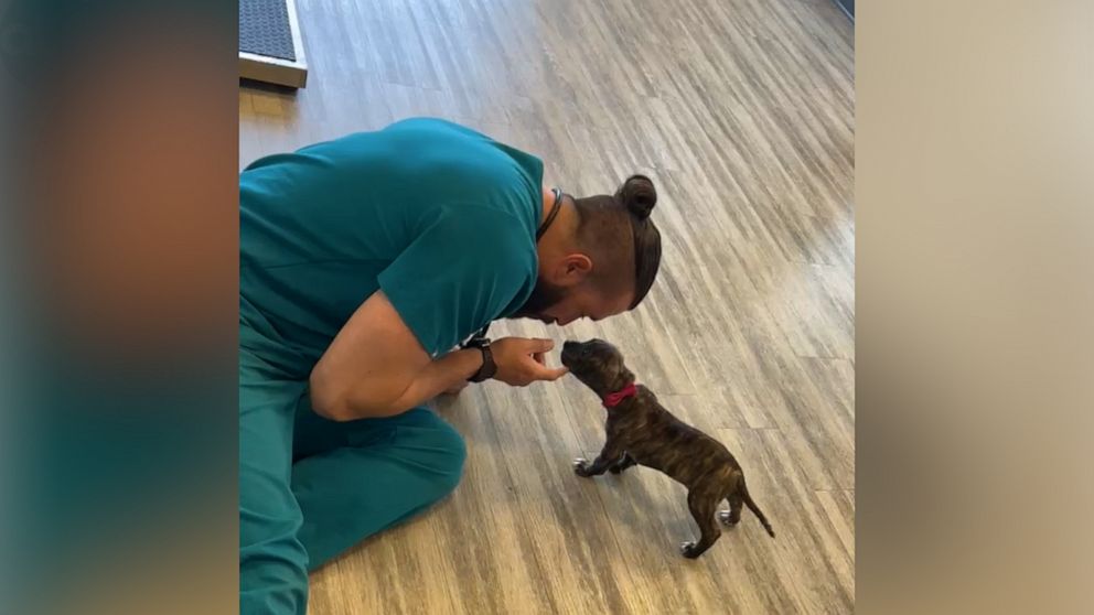 Watch the adorable moment this scared puppy learns to trust the vet | GMA