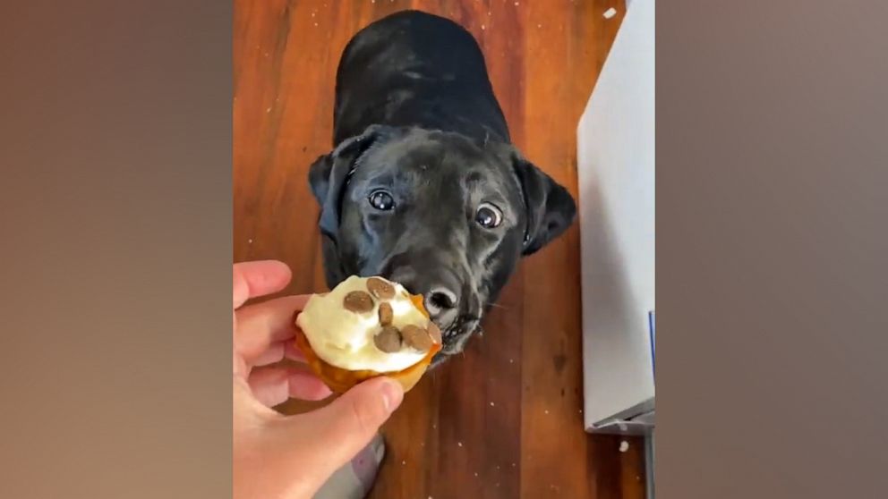 Labrador helps make her own birthday cake with adorable results | GMA