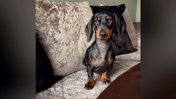 Video Watch this adorable dog hilariously stomp foot at mom - ABC News