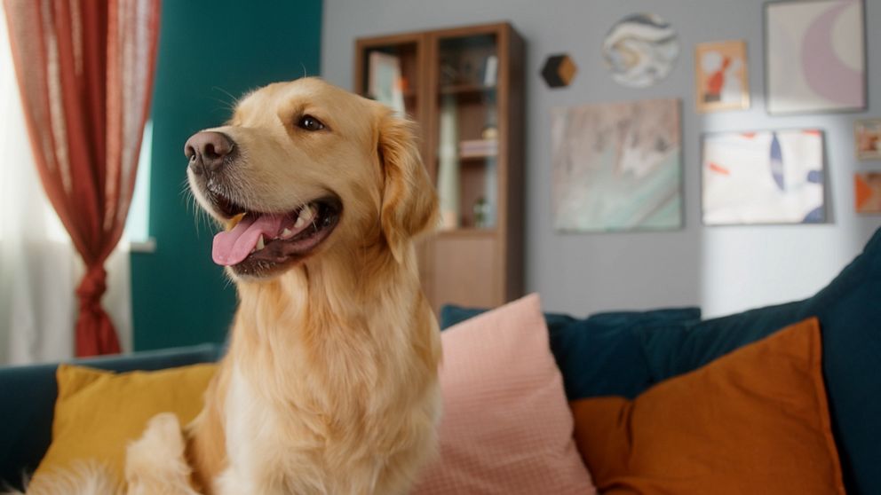 Expert tips for keeping your pets active indoors | GMA