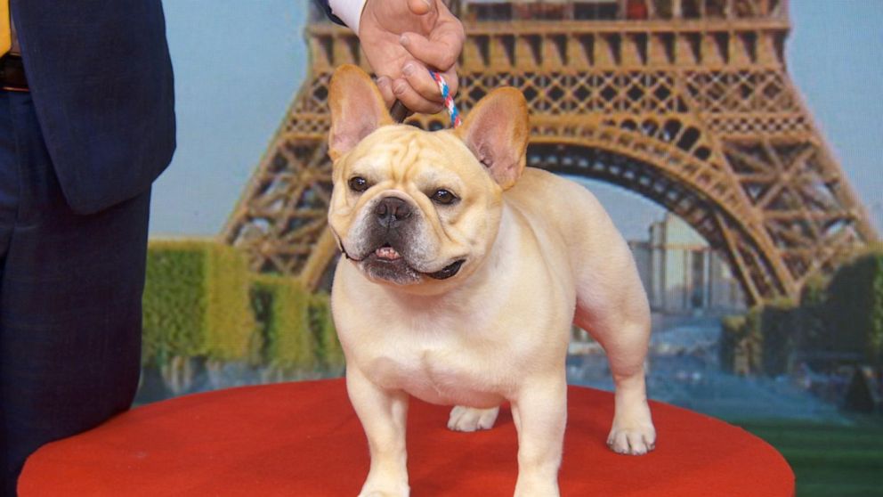 Video American Kennel Club Announces Most Popular Dog Breeds ABC News