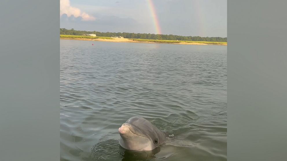 Dolphin says hello to human during double rainbow in magical moment | GMA