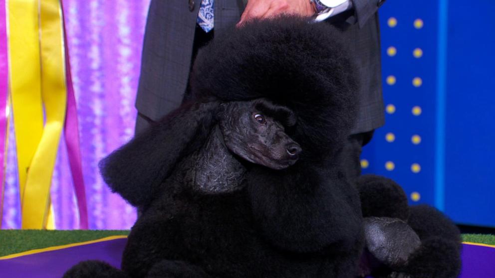Miniature poodle takes top honor at Westminster Kennel Club dog show | GMA