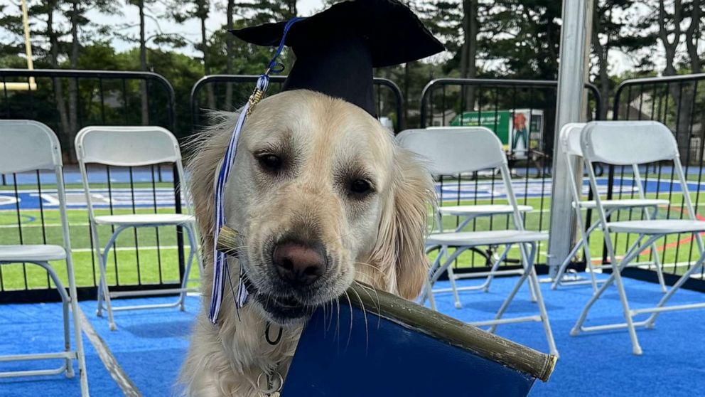 Adorable therapy dog honored at high school graduation - Good Morning ...