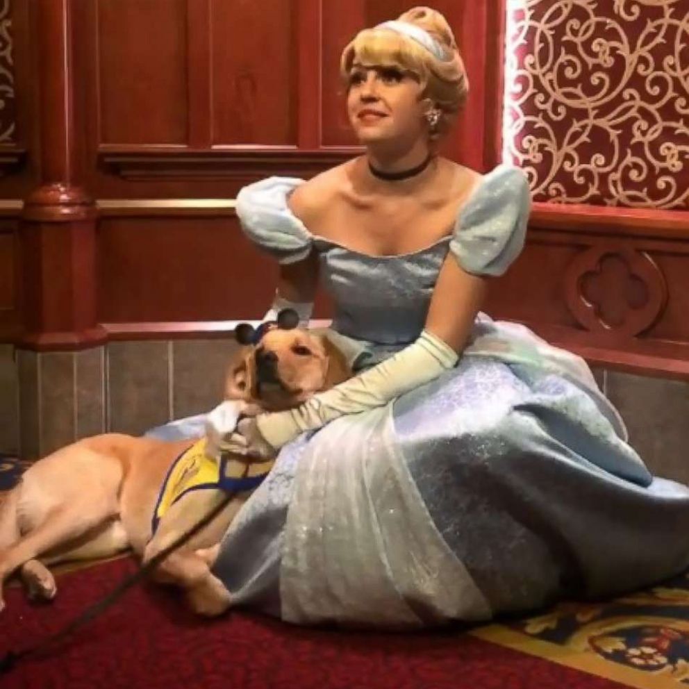 Cinderella And Animals