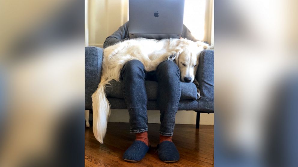 #Quarantinelife trending across social media - ABC News