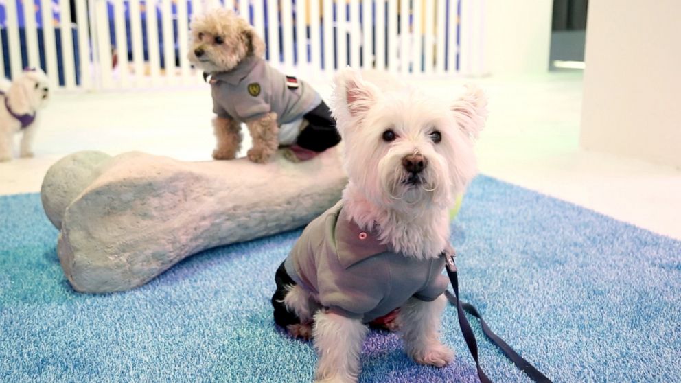 This pop-up playground for pups is every dog's dream - Good Morning America