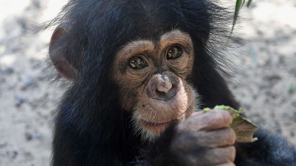 These baby chimps can’t stop hugging their newest friend - Good Morning ...
