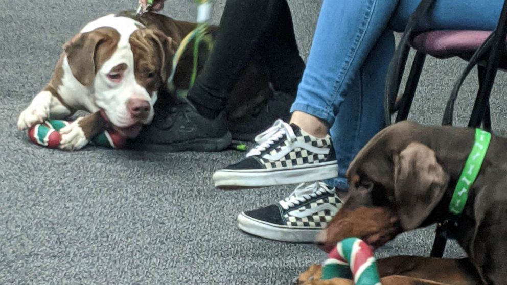 2 lost dogs are reunited with family for Christmas thanks to a bus ...