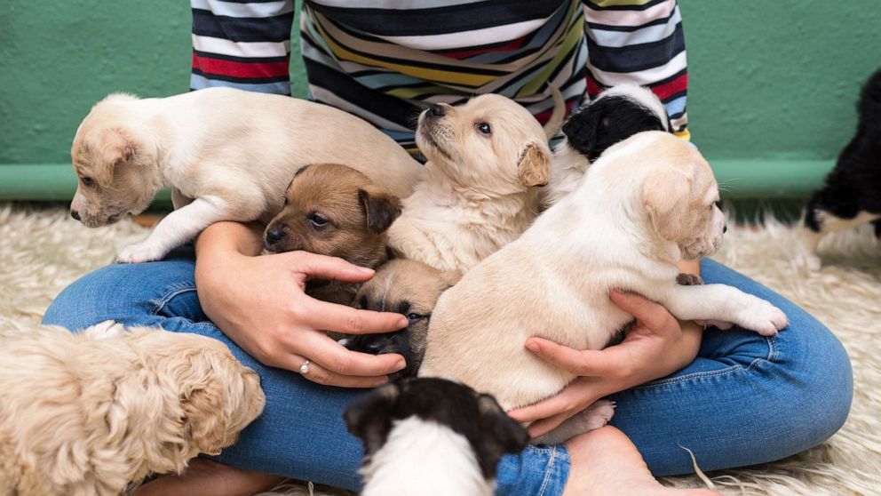 Happy National Dog Day! Here's how dogs can improve your mental health ...