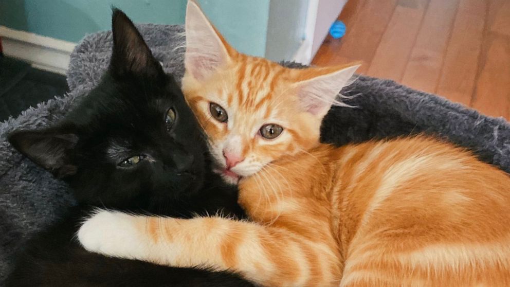 #QuarantineCats are helping people stay PAWsitive during coronavirus ...