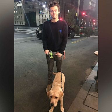 Harry Styles Puppy Dog Face