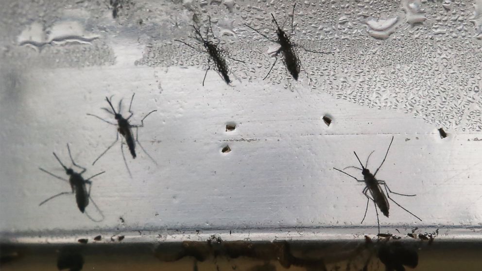Zika Virus Update: 36 People in US Infected, Houston Woman Recounts ...