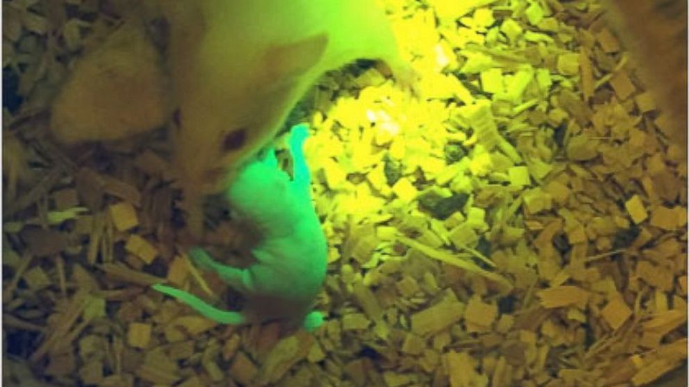 3-D printed ovaries help mice get pregnant, show promise for fertility ...