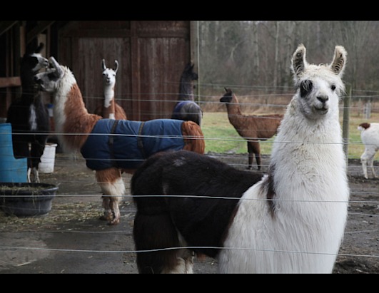 Therapy Llamas Picture | Therapy Llamas 'Kiss' Patients' Blues Away ...