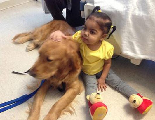 Therapy Dogs Provide Comfort to the Suffering in Boston Picture | Dogs ...