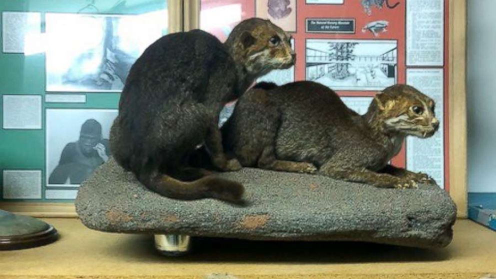 History Of Taxidermy Explained – WVYJKZ