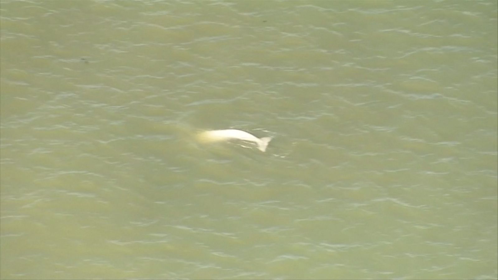 Beluga whale stranded in the River Thames - Good Morning America