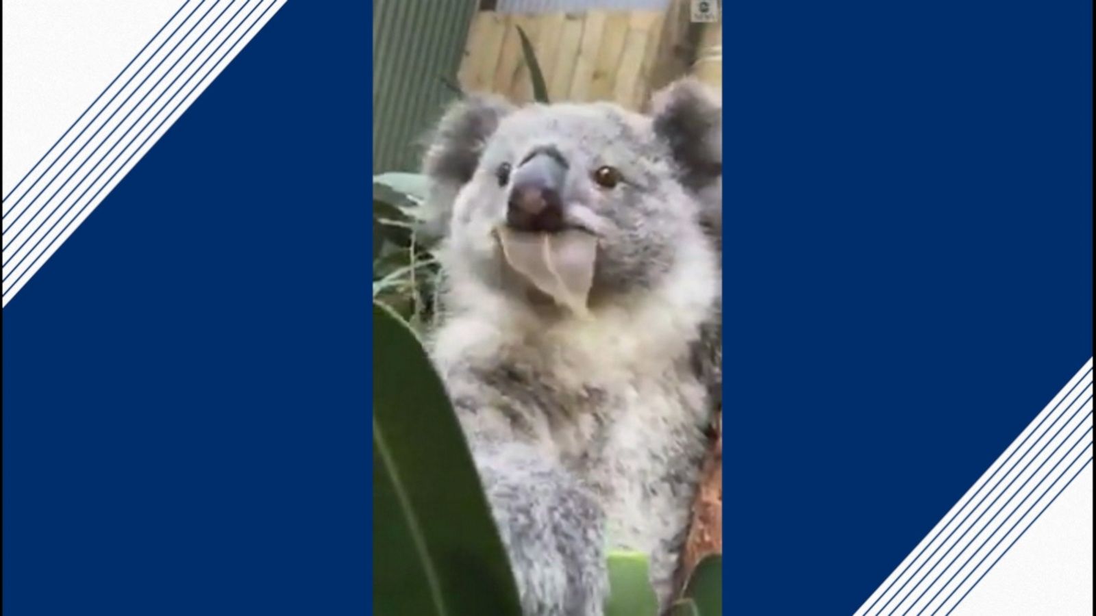 Koala has quite the appetite for eucalyptus leaves - Good Morning America