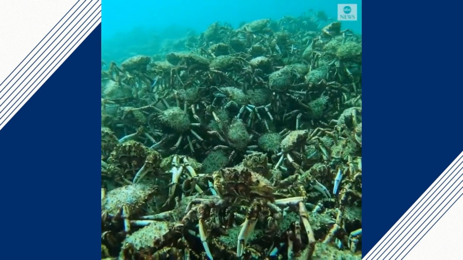 Giant spider crabs congregate - Good Morning America