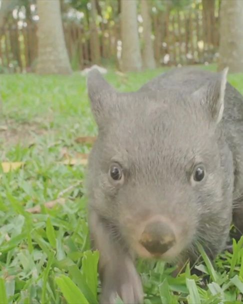 Cute Baby Wombat Gif