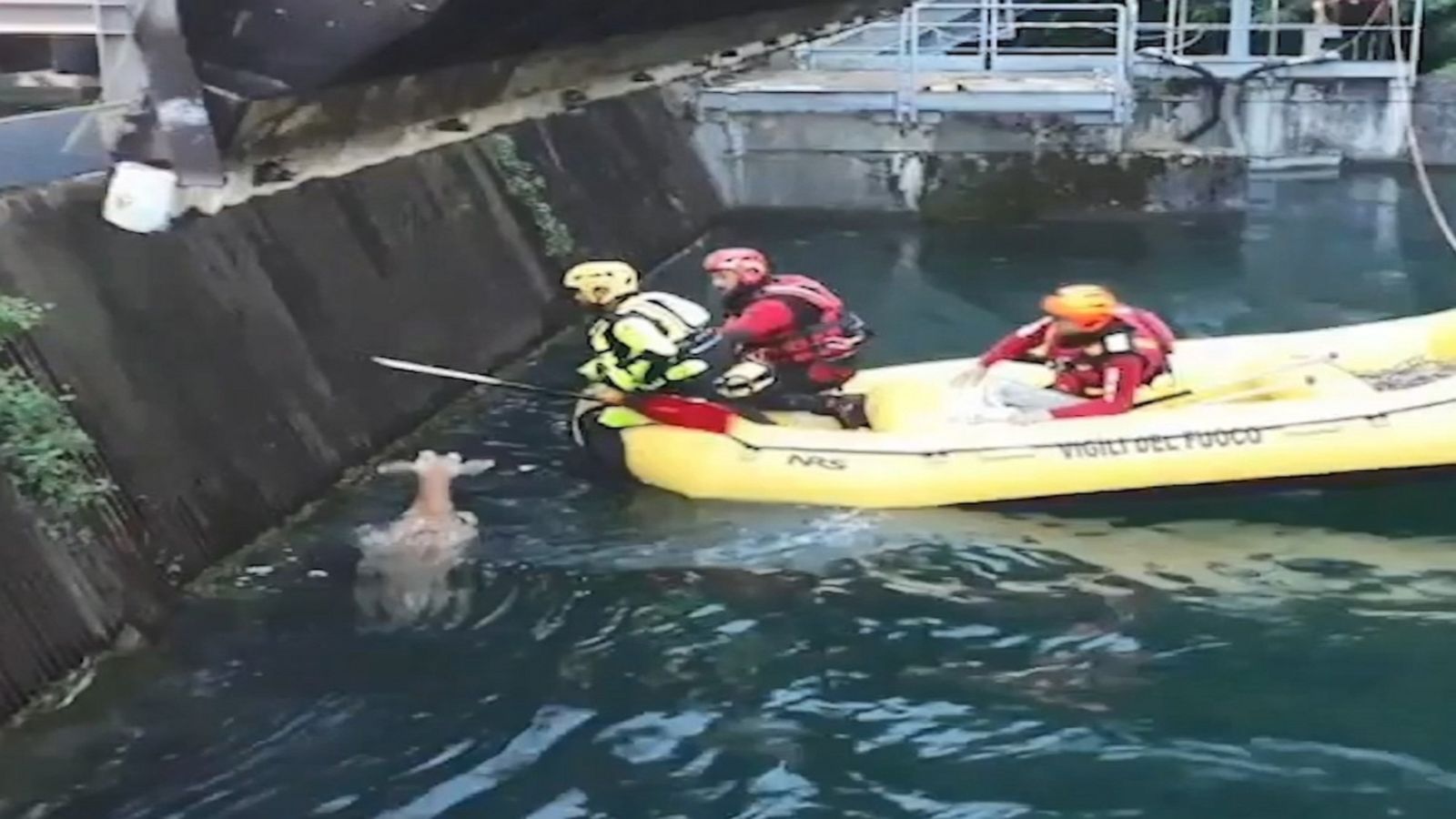 Italian firefighters rescue deer - Good Morning America Italian firefighters rescue deer - Good Morning America