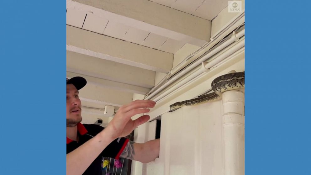 Stubborn snake snagged from inside wall | GMA
