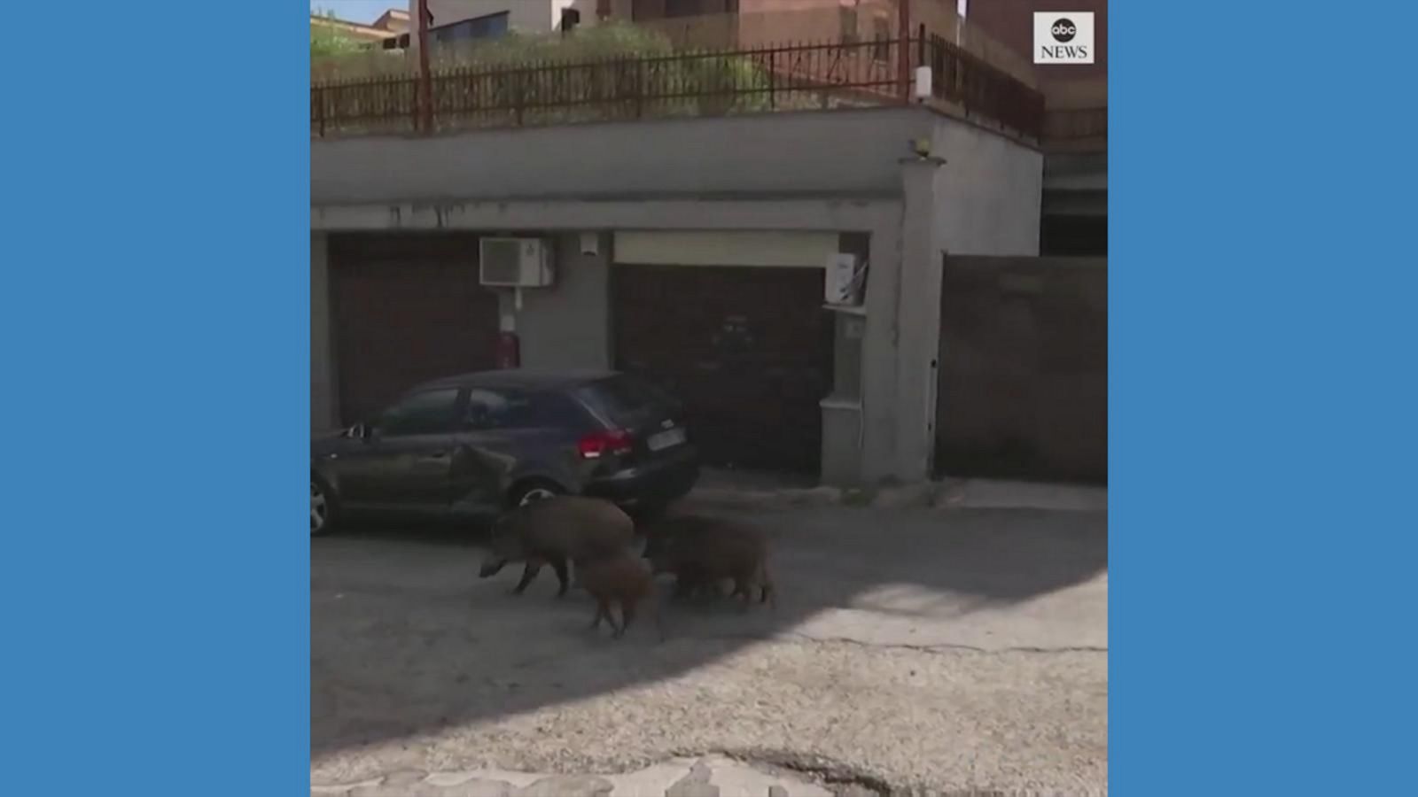 Hordes of wild boars invade Rome - Good Morning America