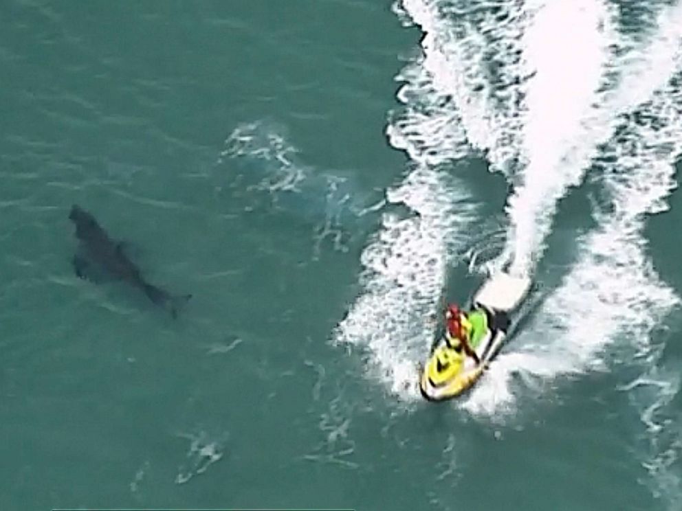 Shark Following Surfer In Wave