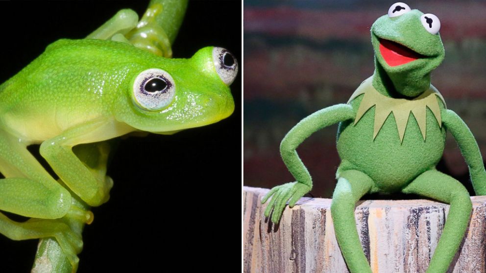 Real Life Kermit The Frog New Glass Frog Species Discovered In Costa
