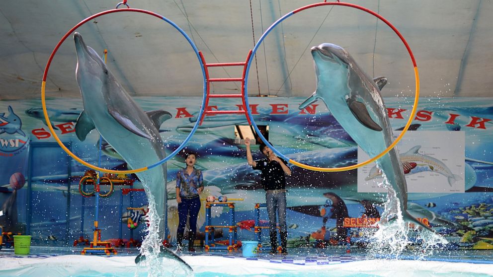 Miami Dolphins Flipper