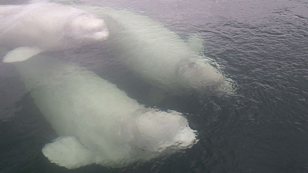Loss of sea ice putting migrating beluga whales in danger - Good ...