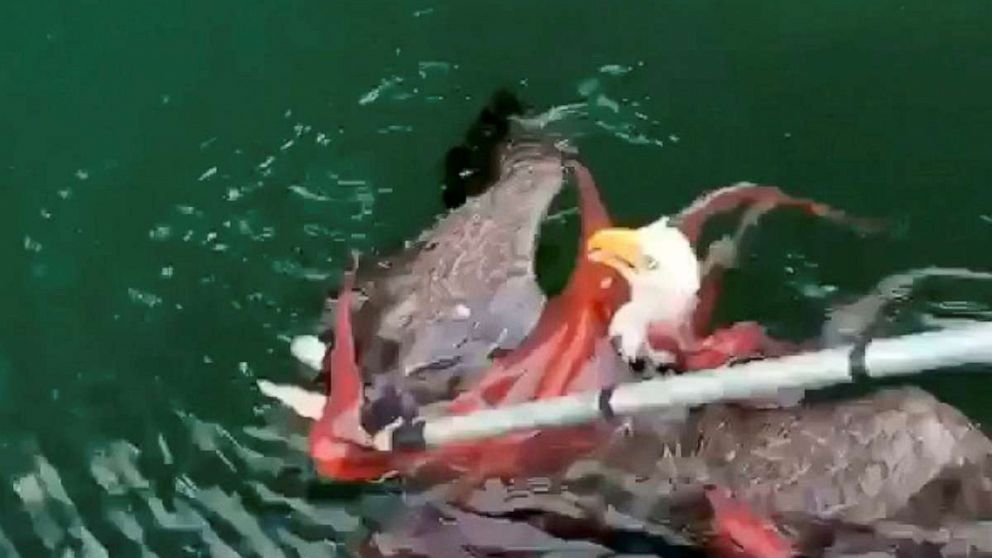 Fishermen save bald eagle from clutches of octopus - ABC News