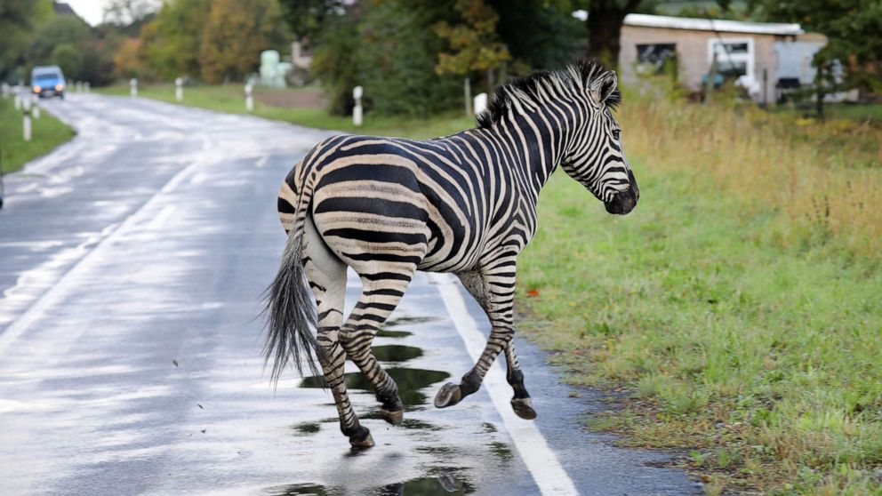 Runaway circus zebra shot dead on major motorway in Germany, police say ...
