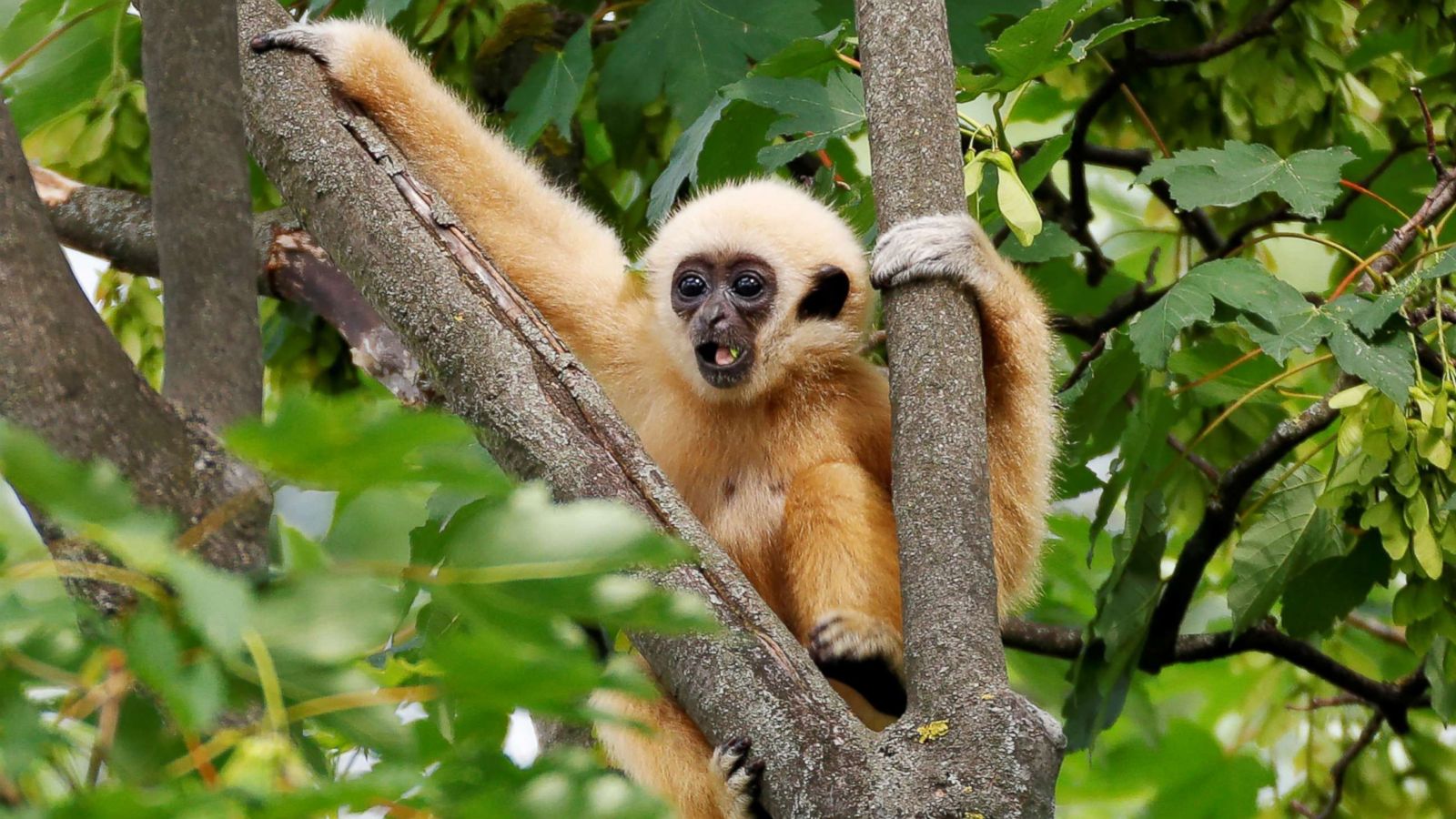 Ekorn Ape China Backed Sumatran Dam Threatens The Rarest Ape In The