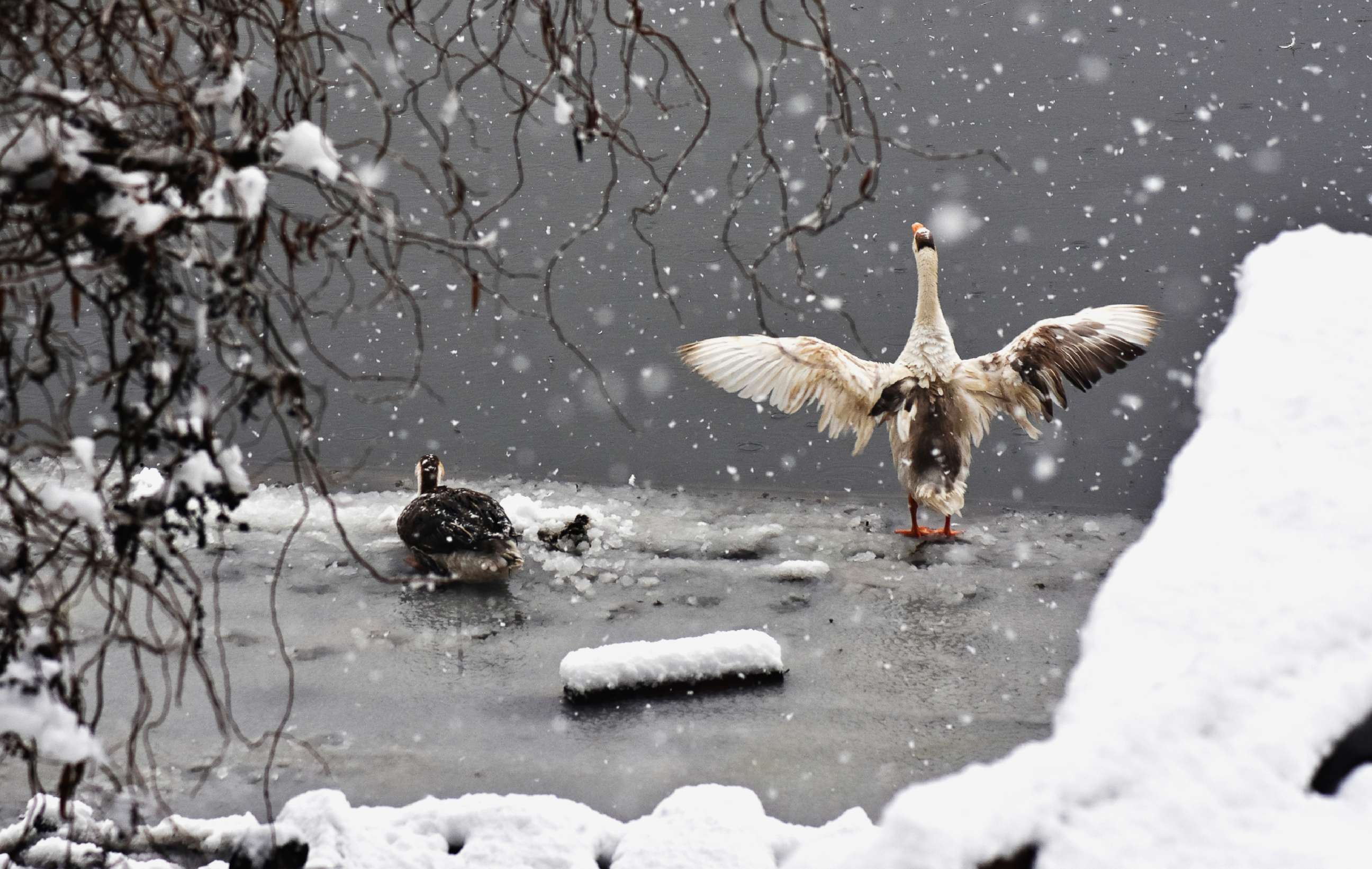 Winter around the world Photos | Image #121 - ABC News