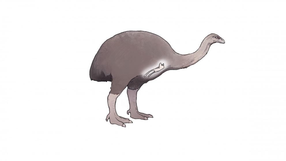 Elephant Bird Extinction