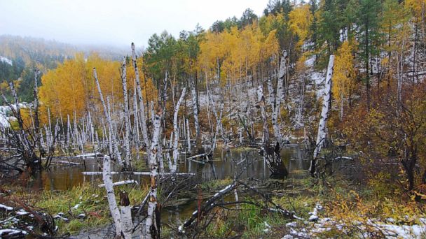Siberia's permafrost melt is causing swamps, lakes, making land ...