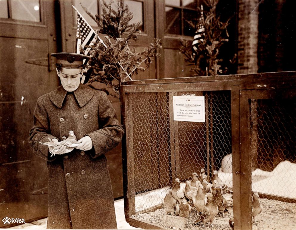 Meet The Hero Carrier Pigeon That Saved US Troops During A WWI Battle Meet The Hero Carrier Pigeon That Saved US Troops During A WWI Battle