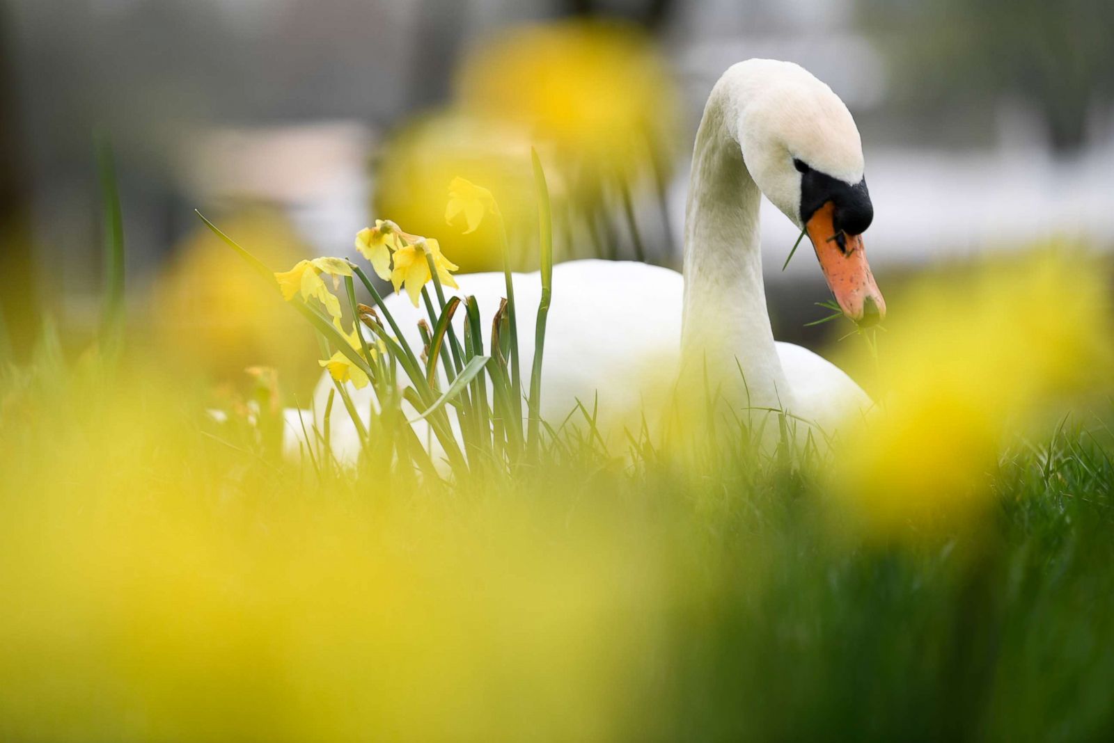 Photos: Spring around the world Photos | Image #111 - ABC News