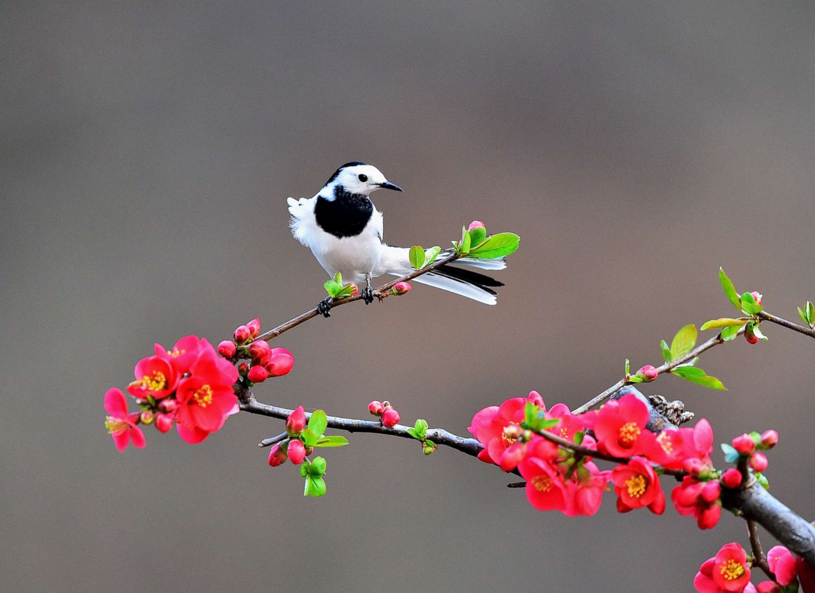 Photos: Spring around the world Photos | Image #111 - ABC News